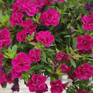 Калибрахоа "Aloha Double Dark Pink" купить в питомнике растений с ...